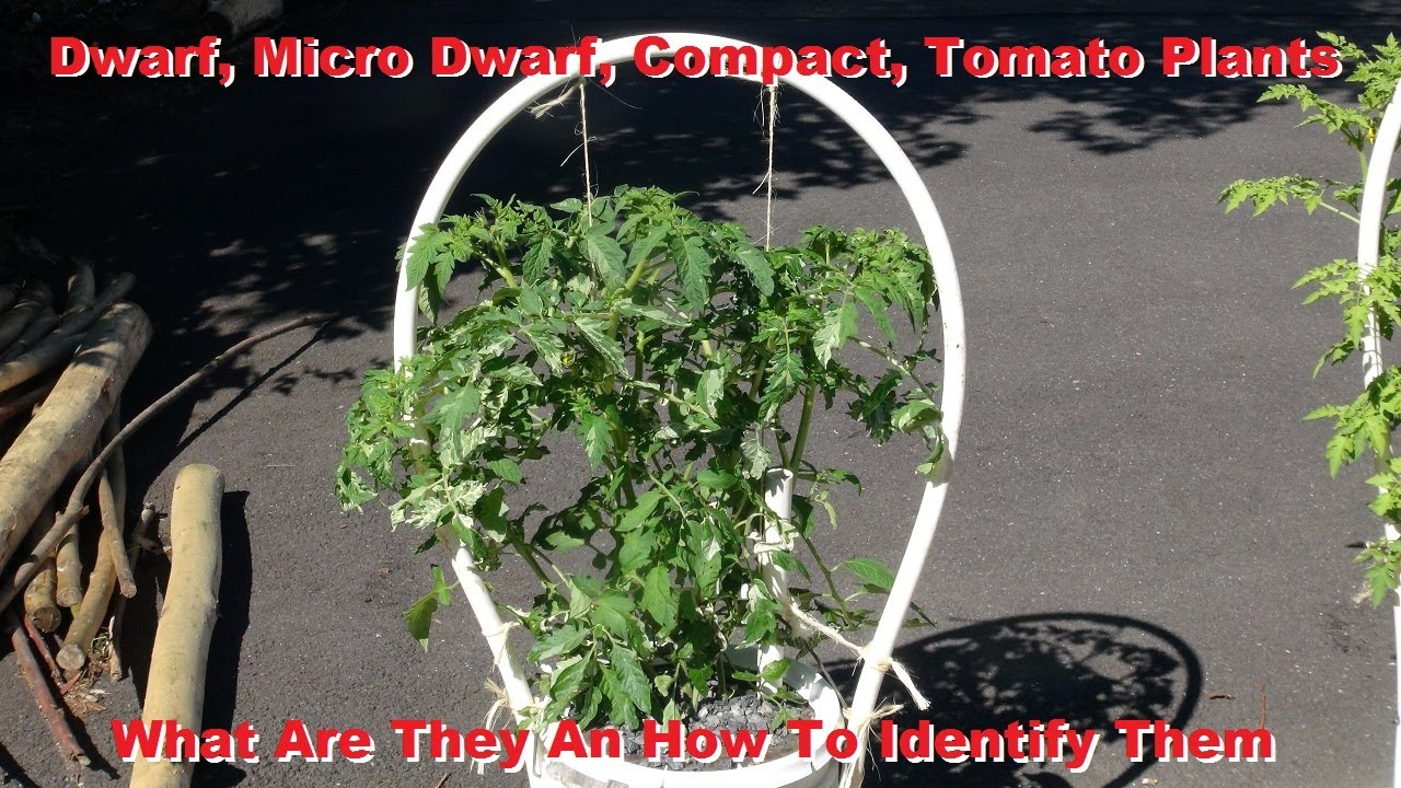 Dwarf, Micro Dwarf, Compact, Tomato Plants | What Are They An How To ...
