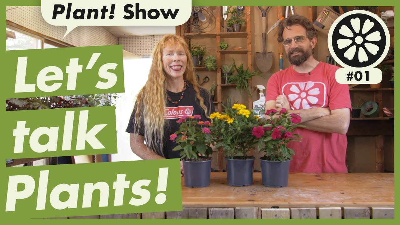 Let's Talk Plants! PLANTPOP's Plant Show, Episode 1 - YouTube