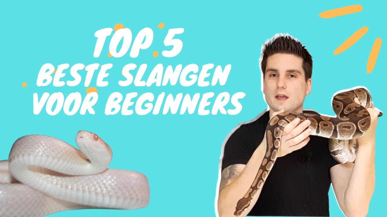 De Top 5 BESTE Slangen voor Beginners! - YouTube