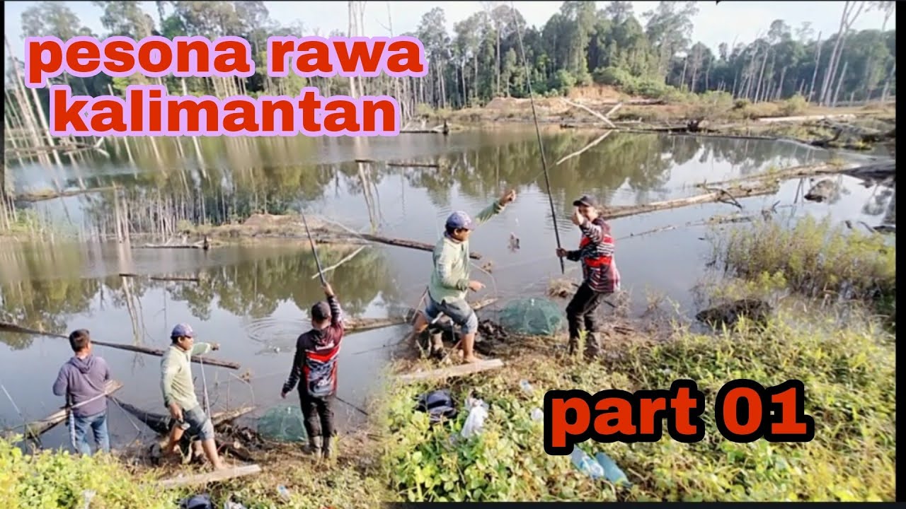 Pesona rawa kalimantan yang indah part 01 - YouTube