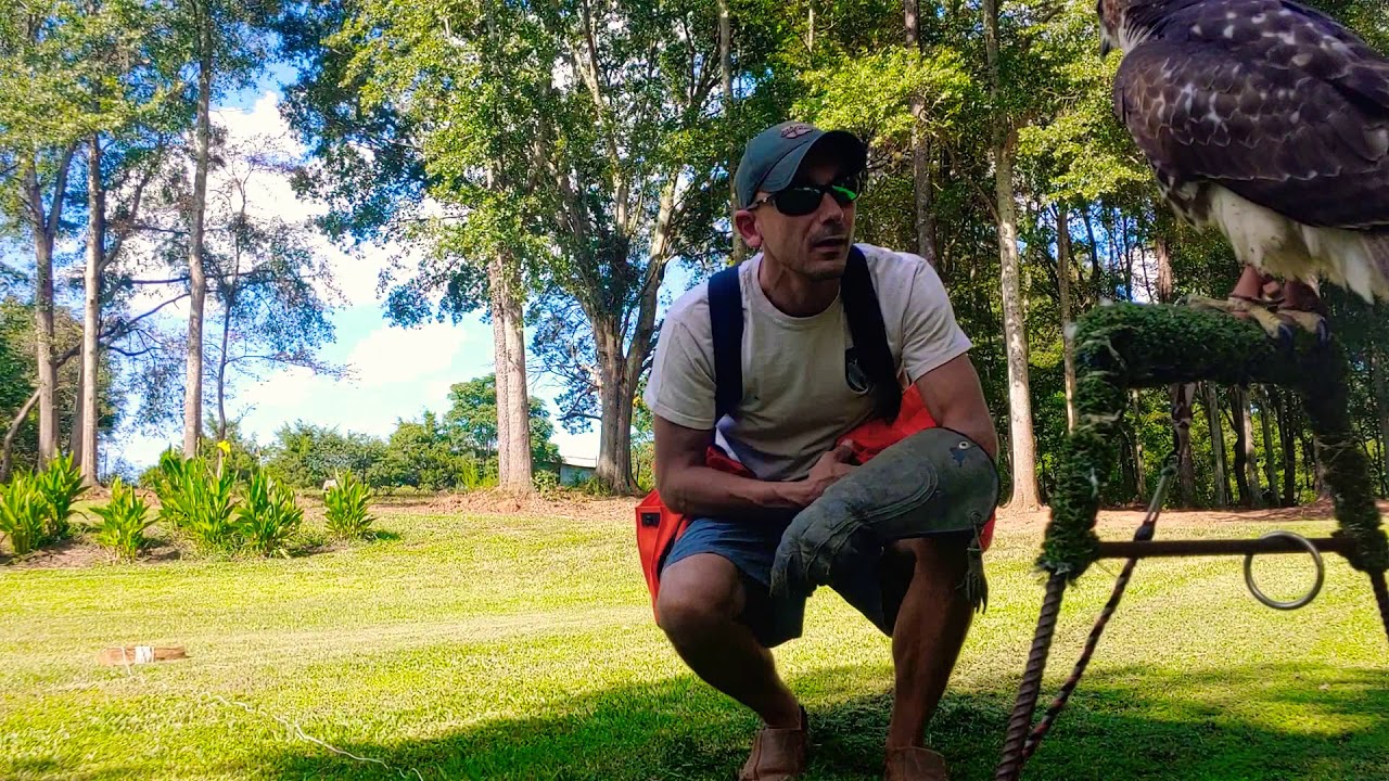 Creance Training-The Lure-Falconry - YouTube