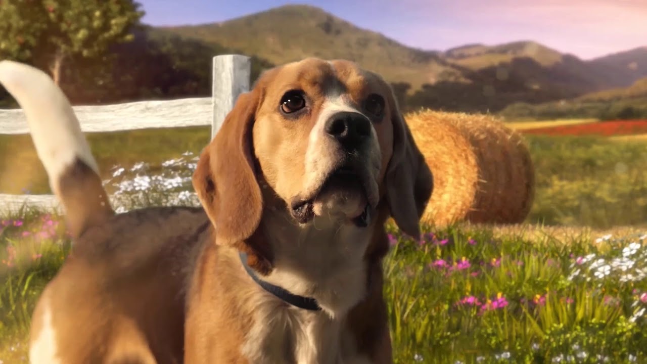 Dog Commercials Part 2 - YouTube