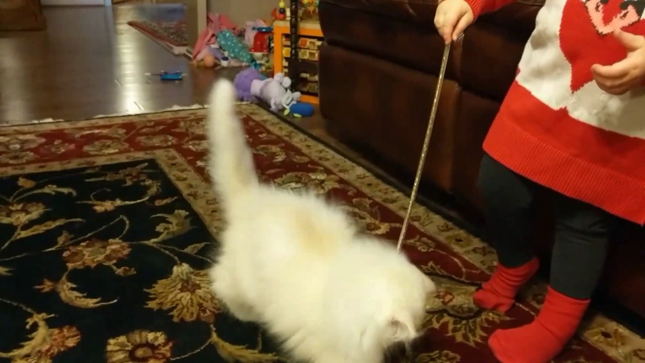 Red mink RagaMuffin kitten at 3 months - YouTube