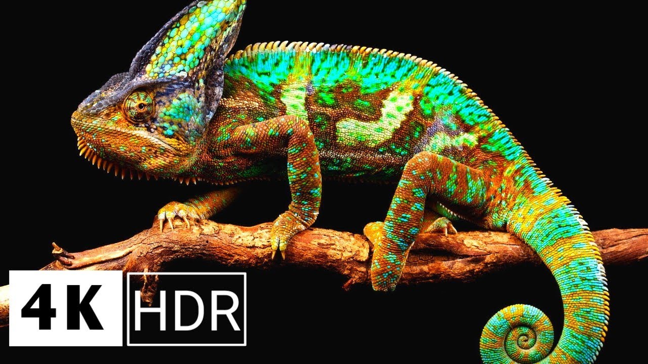 4k Hdr Chameleon Dolby Vision | Closer Look - YouTube