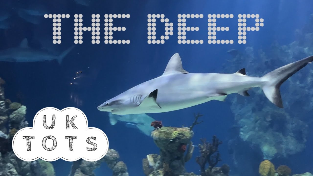 Sharks, Penguins, Fish & More! Explore Amazing Sea Creatures at The ...