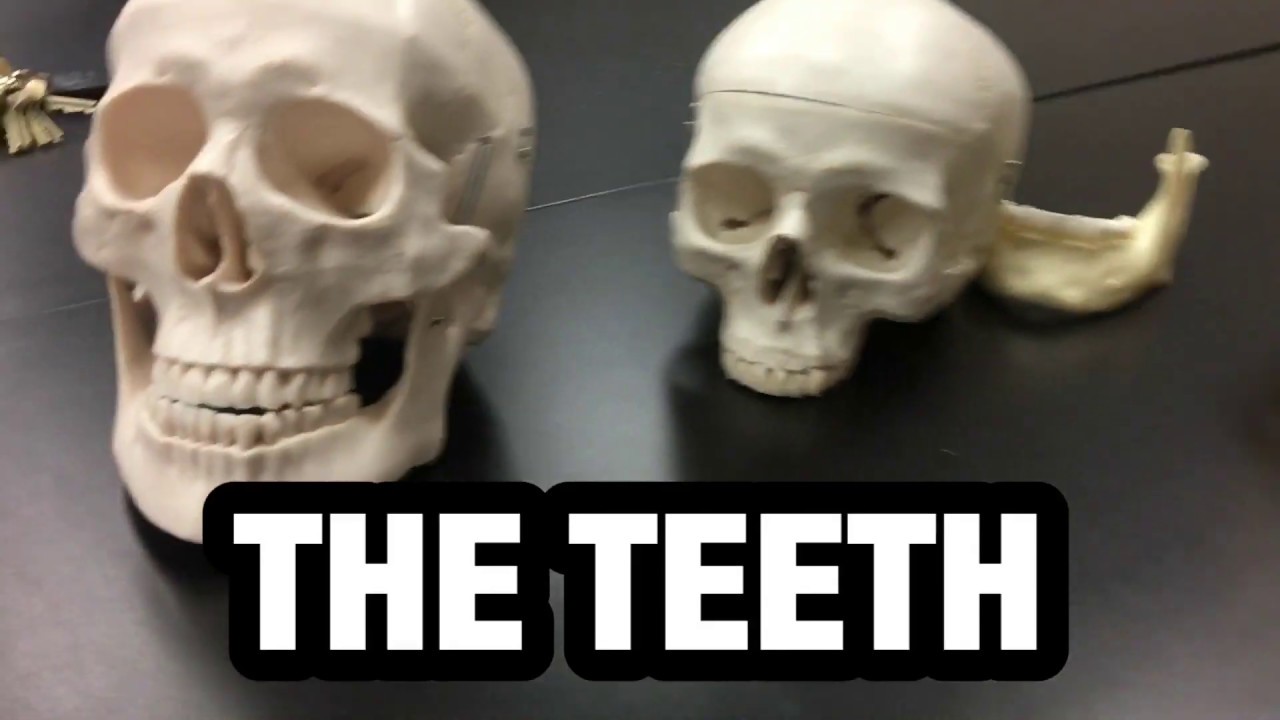 How to Name and Number the Teeth - Ohio University - Human Anatomy ...