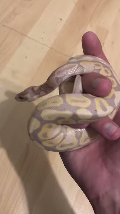 Juvenile Banana Ball Python. - YouTube