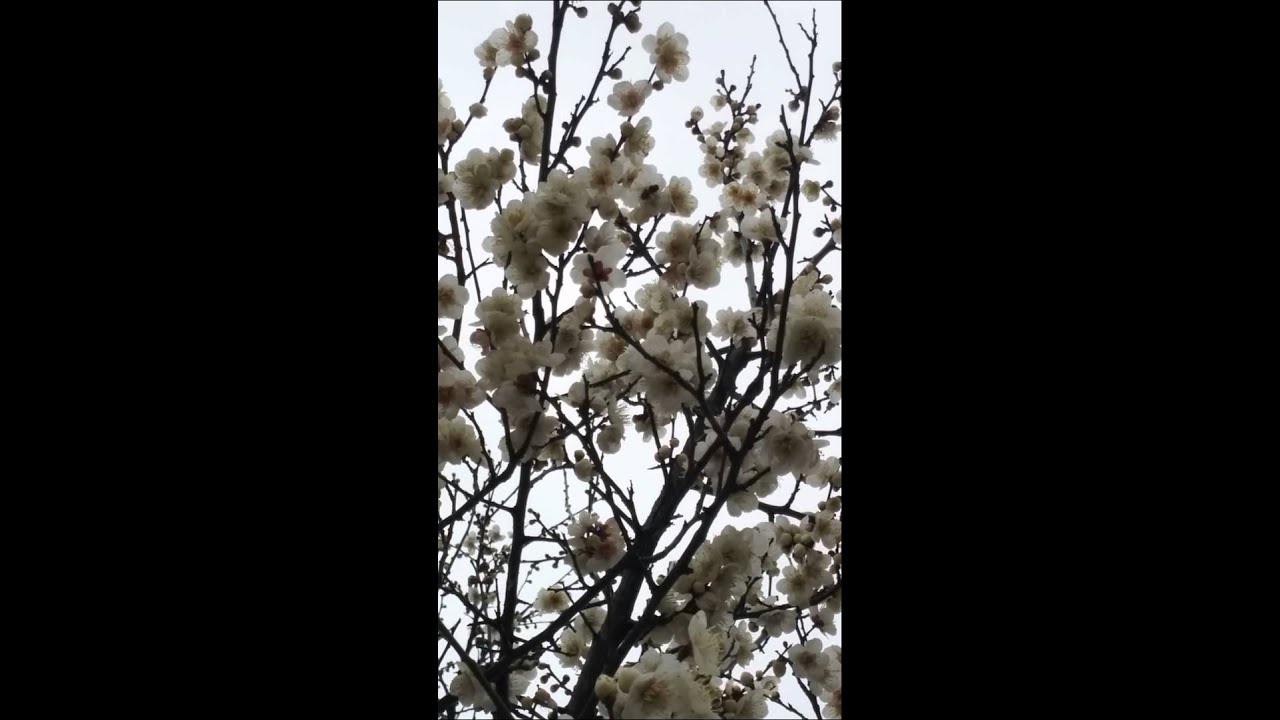 Misa's temple bees and plum blossom, osaka, Japan - YouTube