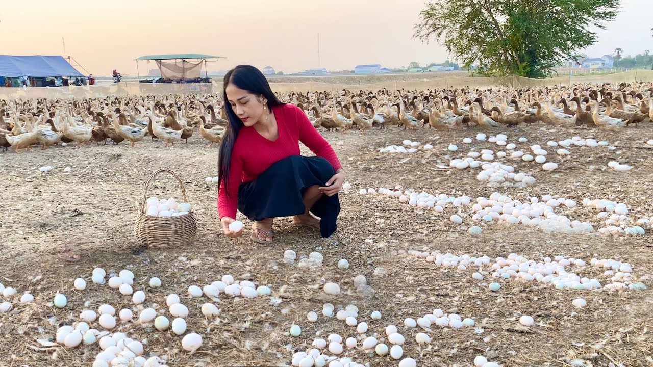 Visit A Massive Duck Farm Pick Duck Eggs Cooking Special Food - YouTube