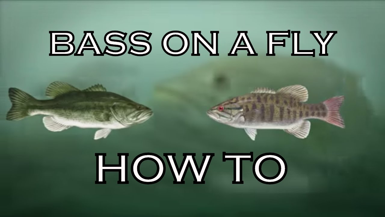 Bass On A Fly - How To - YouTube