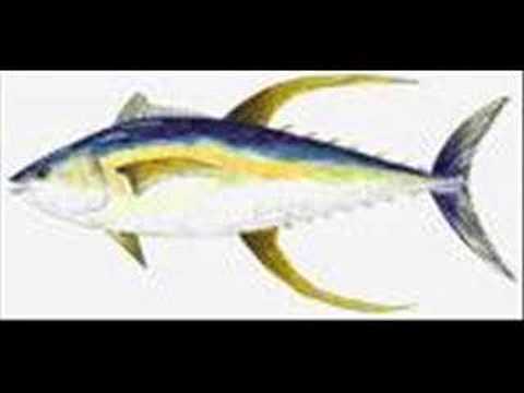 Sponges by arrogant worms - YouTube