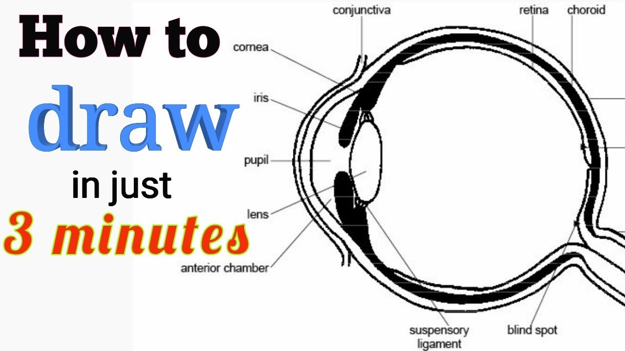 HOW To draw Human Eye diagram|| Science diagram|| ssc - YouTube