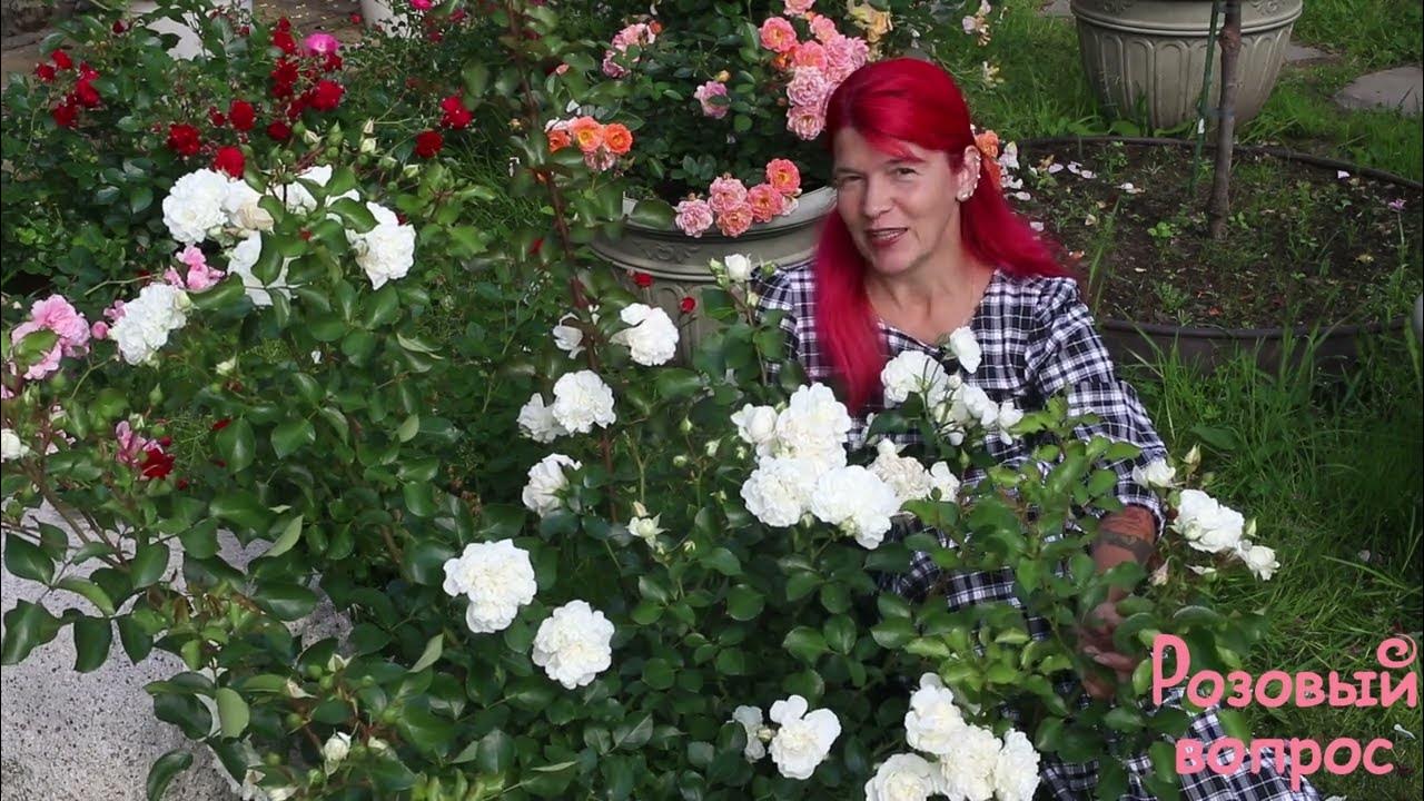 Роза Вайт Мейдиланд Первое цветение - YouTube