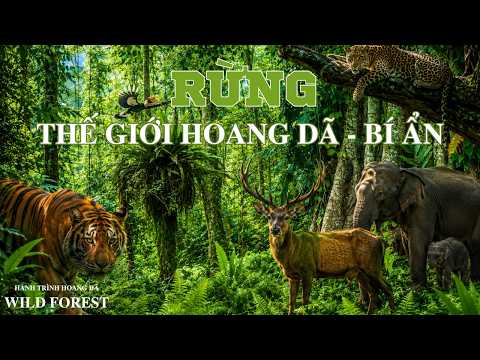 RỪNG VÀ NHỮNG CÂU CHUYỆN THIÊN NHIÊN ĐANG KỂ | Khám Phá Thế Giới Động Vật Hoang Dã. #khamphathegioi