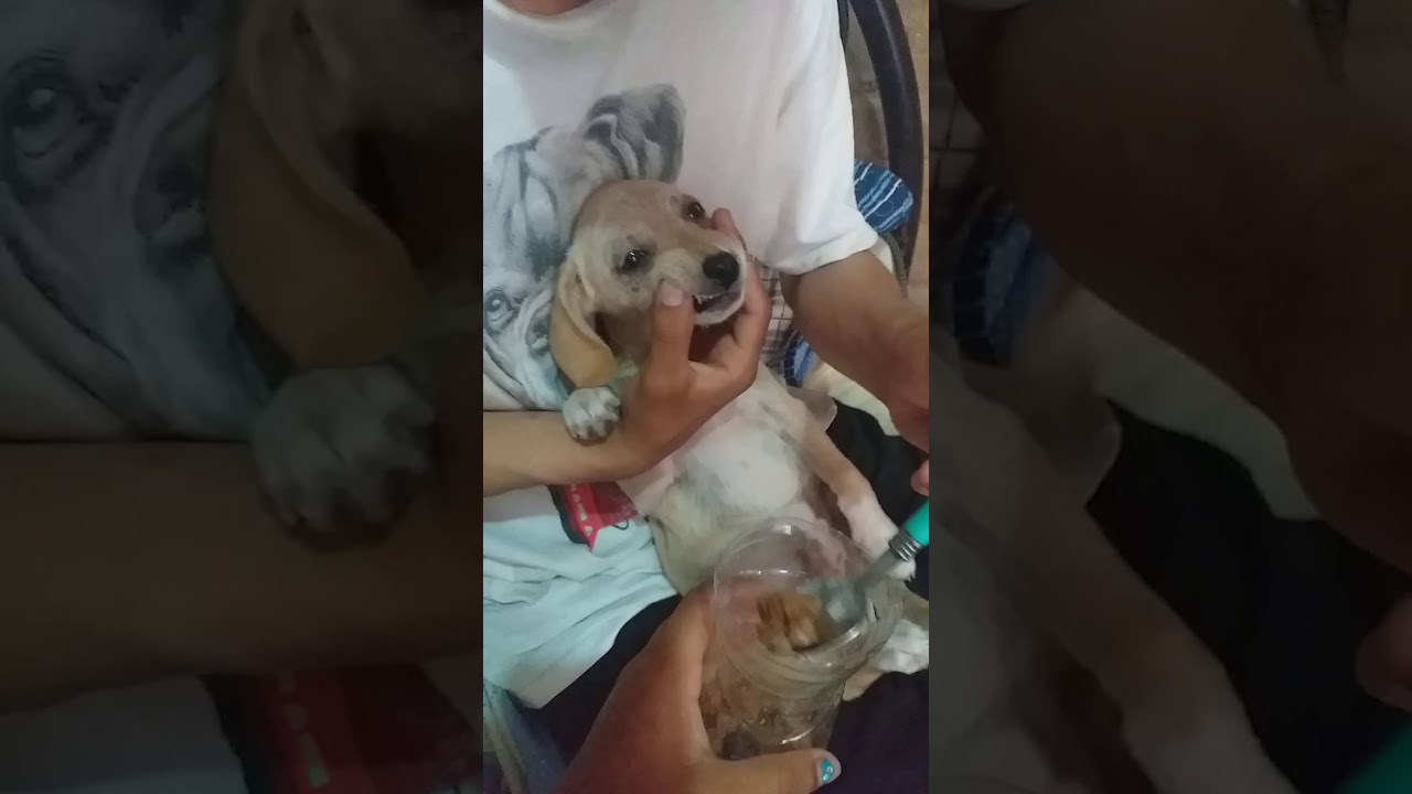Perrito comiendo como niño😂 - YouTube