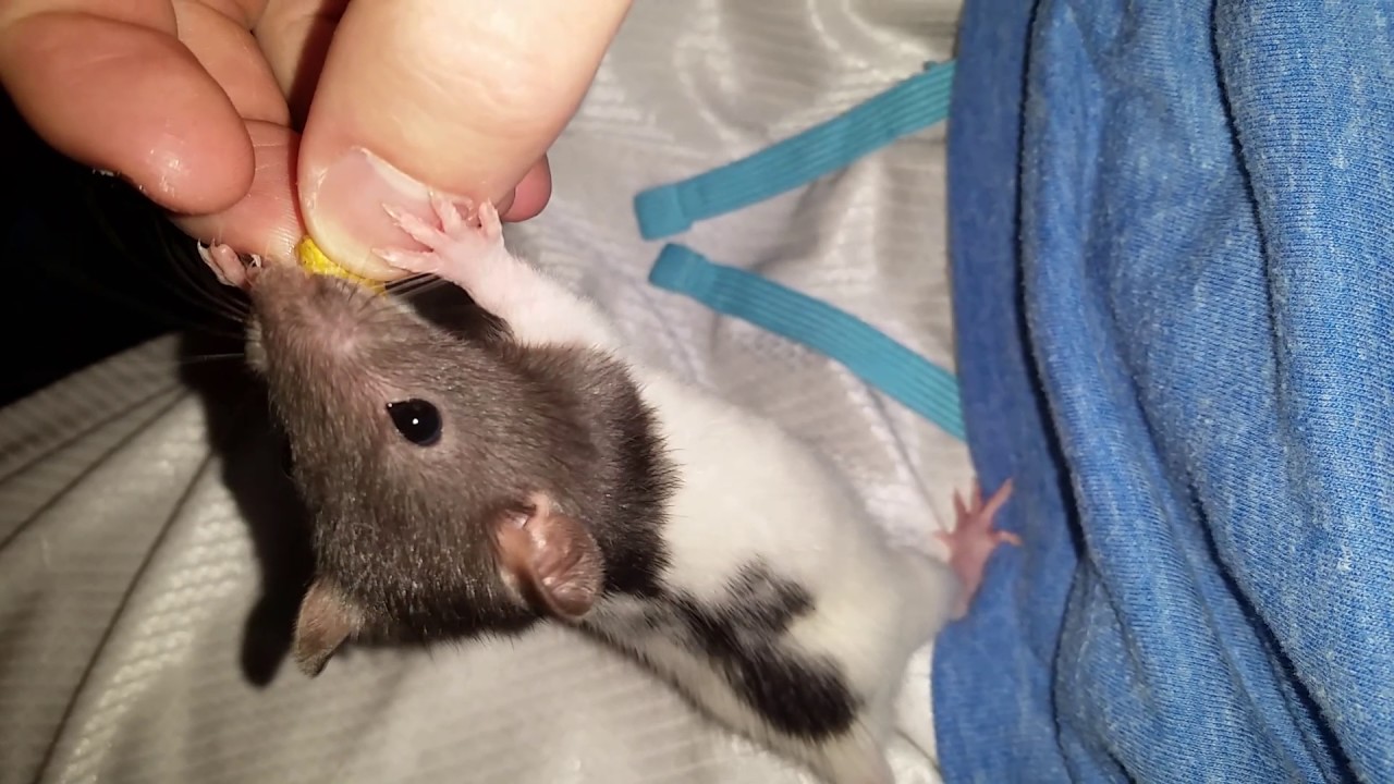 Happy Baby Rat Gets a Treat! (5 Weeks Old) - YouTube