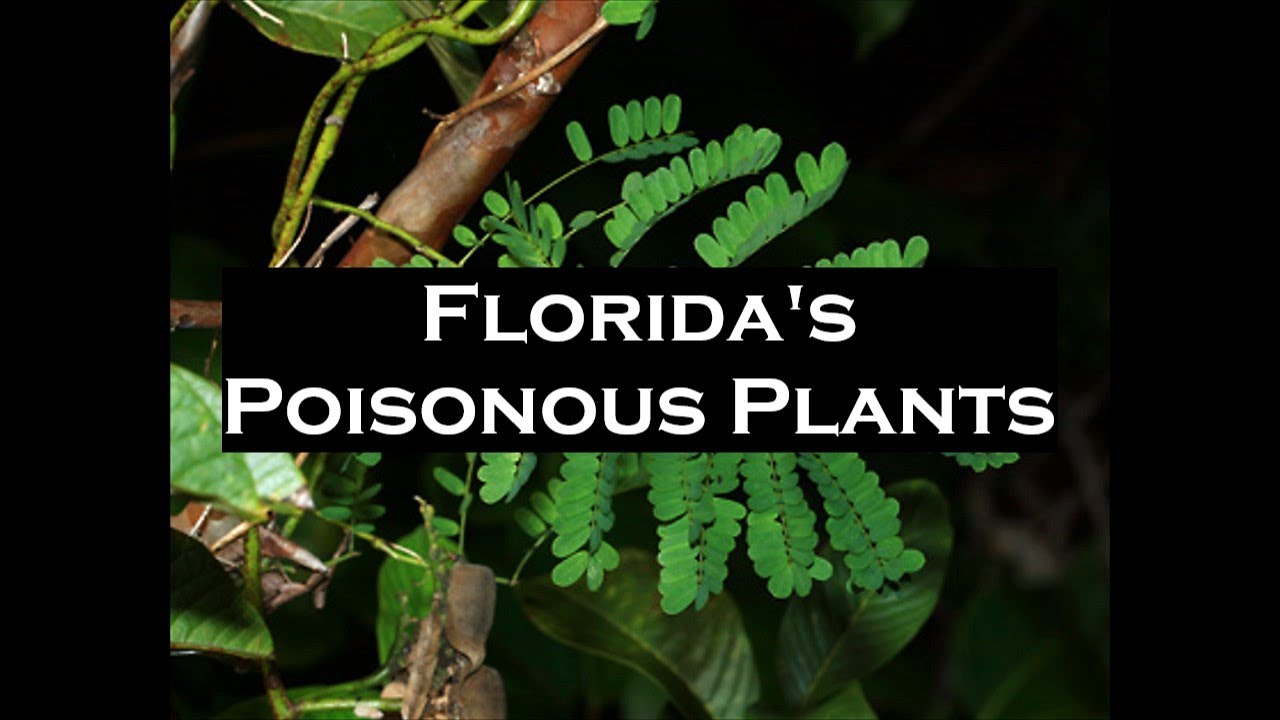 Florida's Poisonous Plants - YouTube