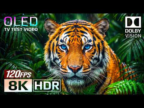 Muhteşem 8K Hdr 60Fps | Dolby Vision Oled Demosu (8K/4K Tv Videosu)