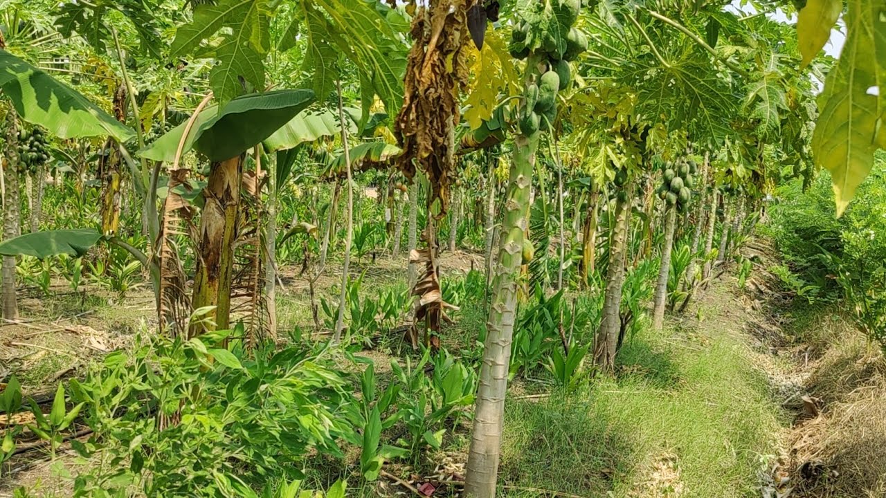 fruit forest farming | multi crop farming | natural farming - YouTube