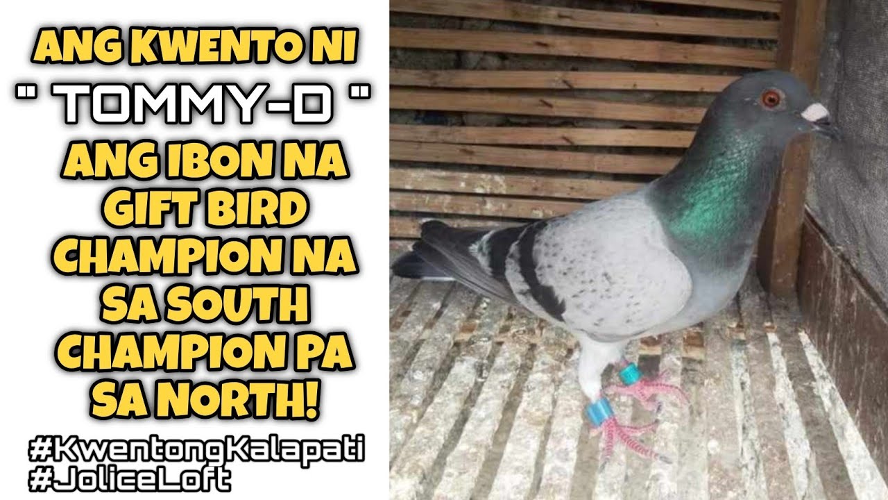 GIFT BIRD NA IBON NAG CHAMPION SA SOUTH AT NORTH RACE - YouTube