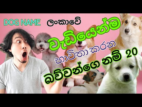 dog name ep2 | බල්ලන්ට නම් | dogs name🐕‍🦺 ballanta nam | dog names for male🐕 | ballata namak