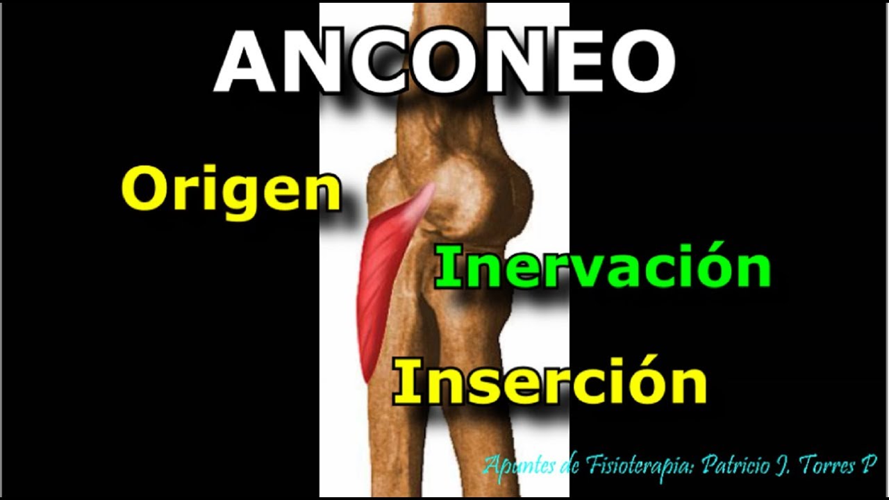 ANCONEO Origen Insercion Inervación - YouTube