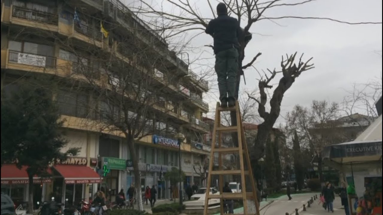 ΞΕΚΙΝΗΣΕ ΤΟ ΚΛΑΔΕΜΑ ΤΩΝ ΔΕΝΤΡΩΝ Ο ΔΗΜΟΣ ΕΟΡΔΑΙΑΣ - YouTube