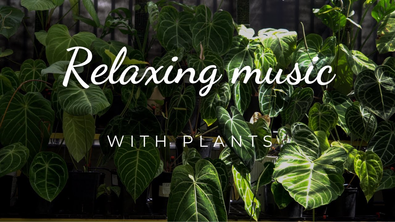 Plant Symphony: Relaxing Music for Your Green Oasis - YouTube