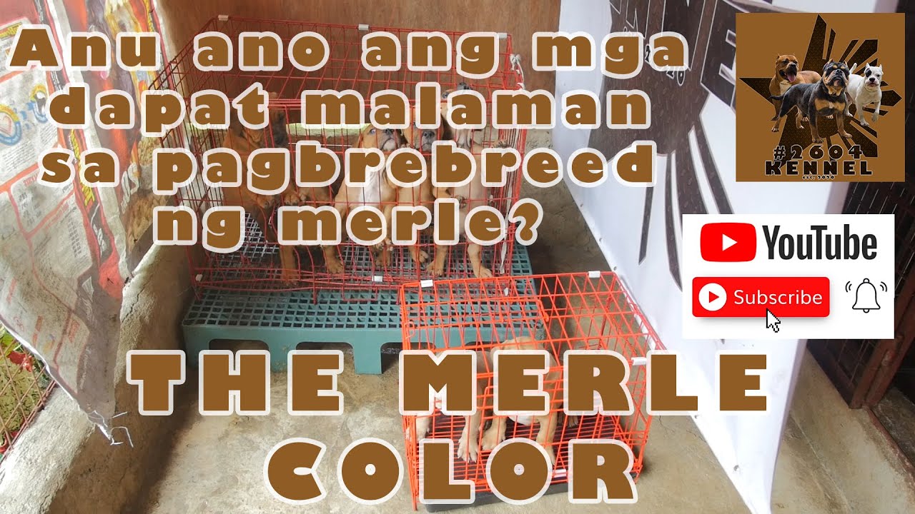 The MERLE Color/Pattern!! Anu ano ang mga dapat malaman sa pagbrebreed ...