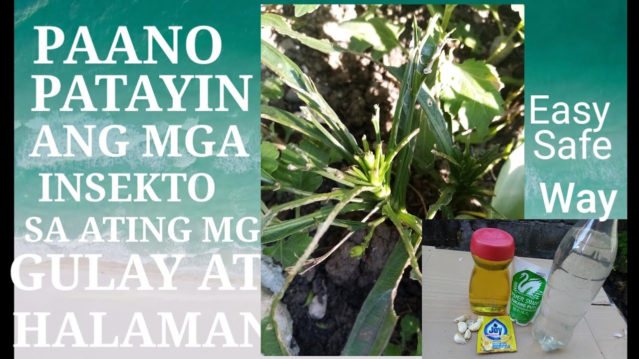 PAANO PATAYIN ANG MGA INSEKTO SA ATING GULAY AT HALAMAN/Easy and safe ...