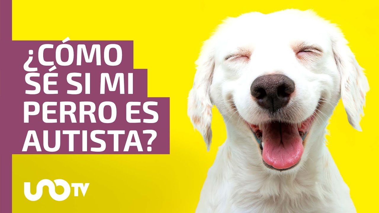Un Perro Puede Tener Autismo