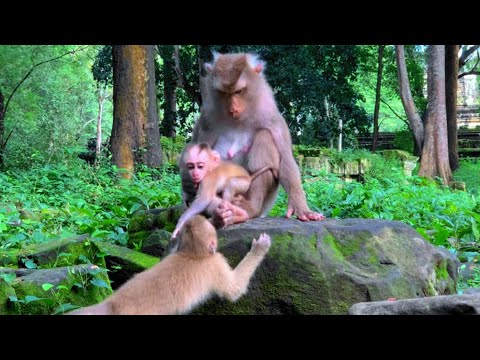 baby rambo goes to play with Leo - YouTube