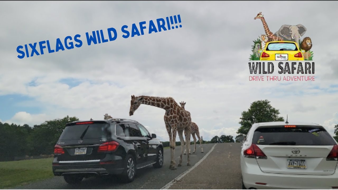 SixFlags Great Adventure Drive Thru Wild Safari Tour! - YouTube