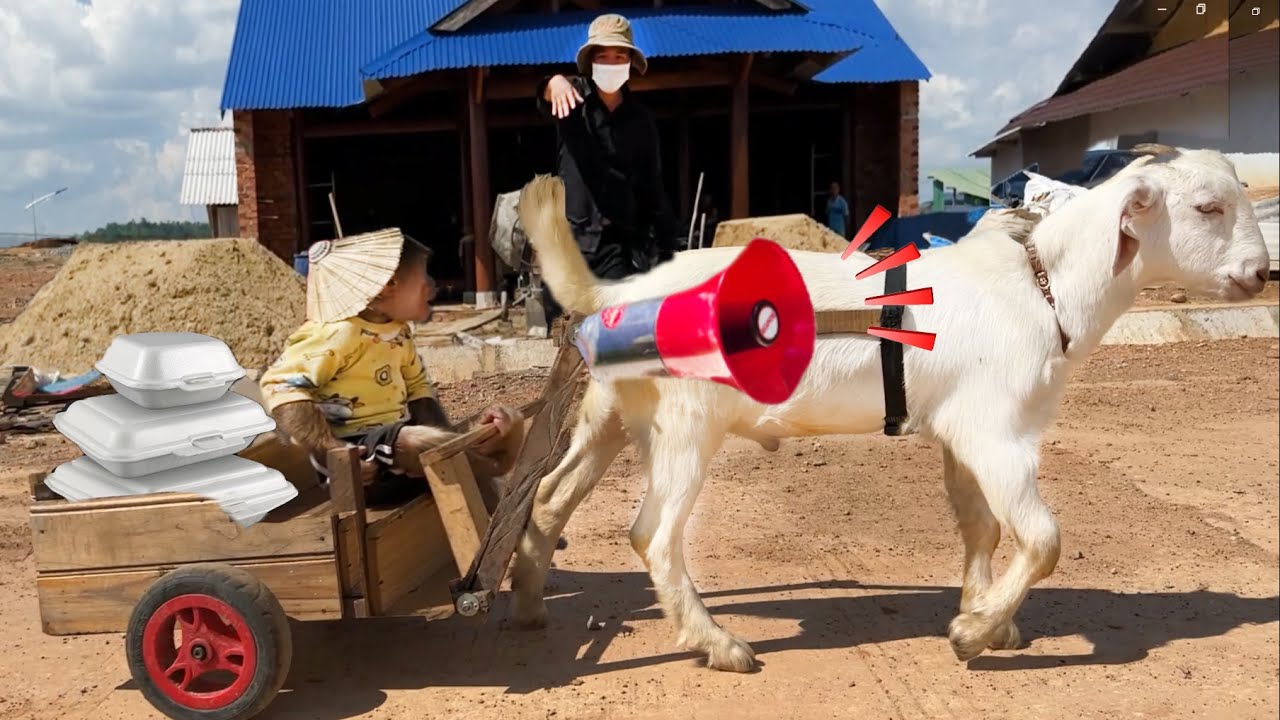 Super smart! CUTIS takes goat peddling rice most surprising special way ...