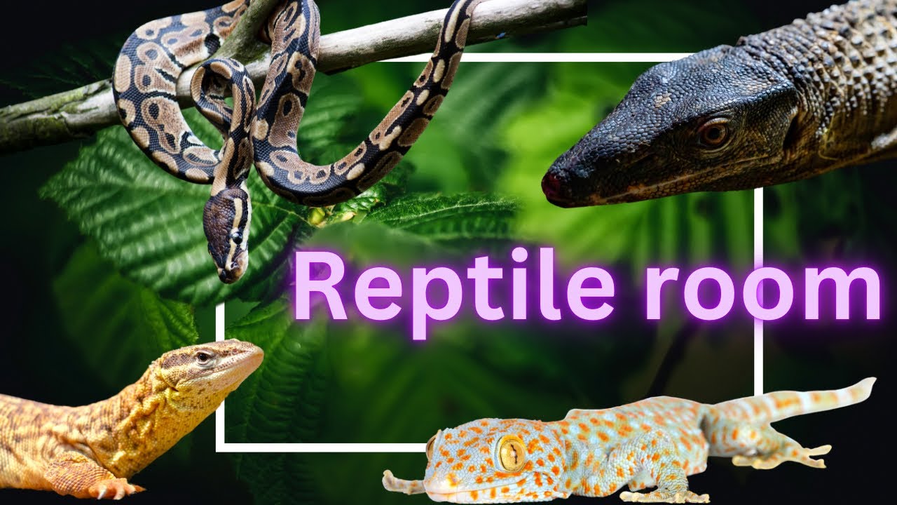 MEGA REPTILE ROOM TOUR: MEET ALL MY PETS! - YouTube
