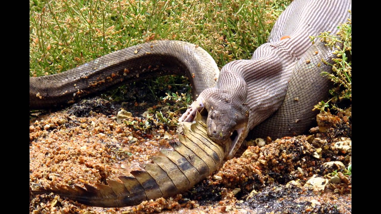 Anaconda VS Crocodile - YouTube