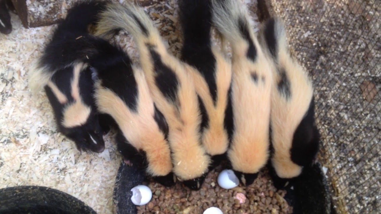 Skunks eating - wildlife rehab - YouTube