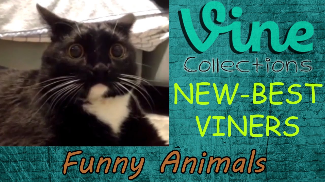 New Vines - Funny Animals | Best Funniest Vine Compilation 2015 - YouTube