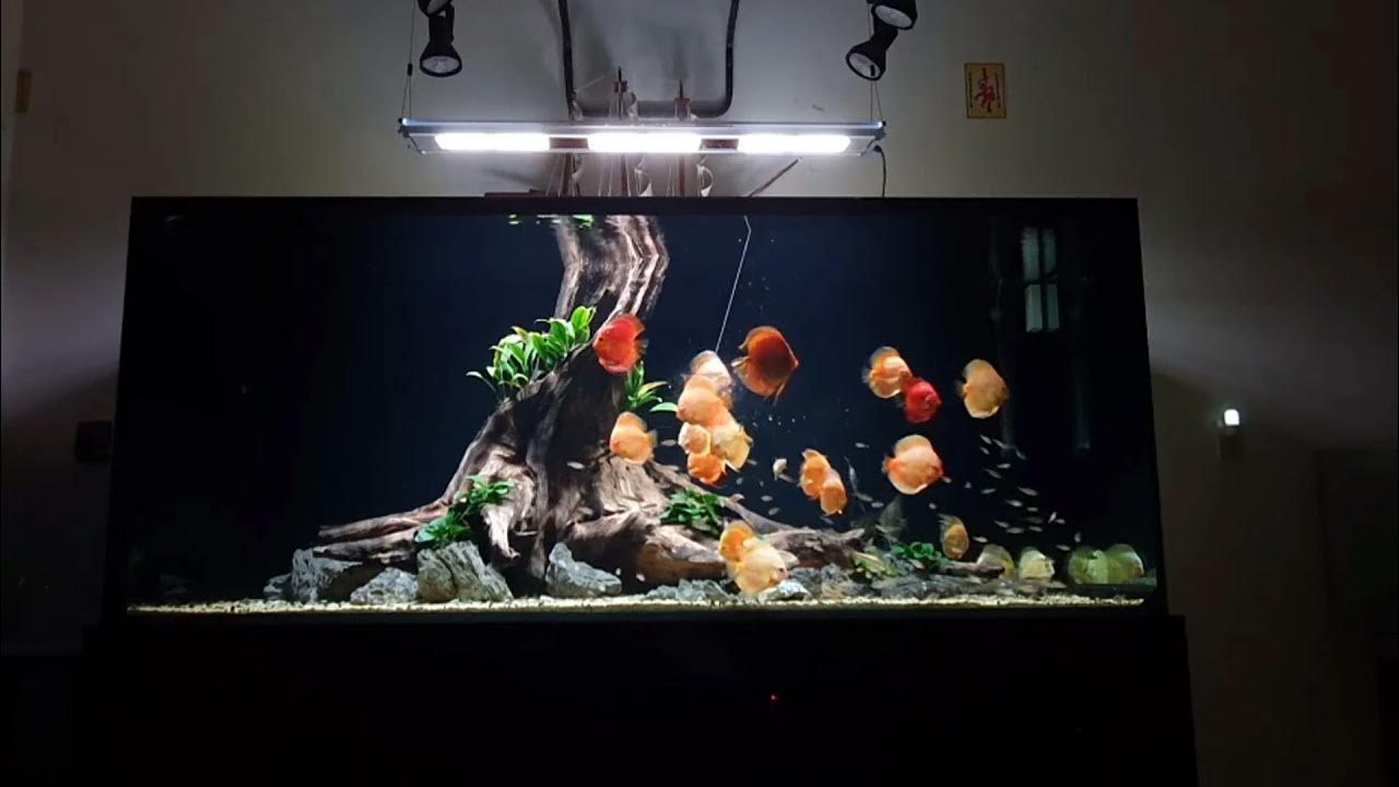 Beautiful Discus Aquarium Tank 141 - YouTube
