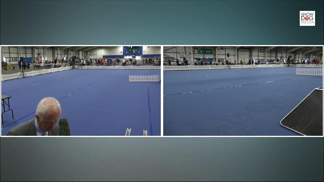 SKC 2025 Day 1 Gundog Group - YouTube