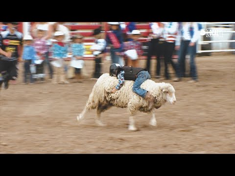 Mutton Busting: Kids Riding Sheep at The Clovis Rodeo  | Localish