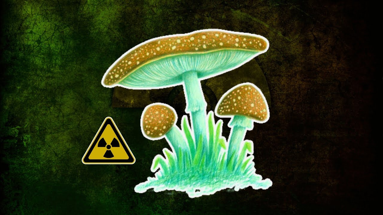 Chernobyl's Survivors: The Radiation-Thriving Fungi - YouTube