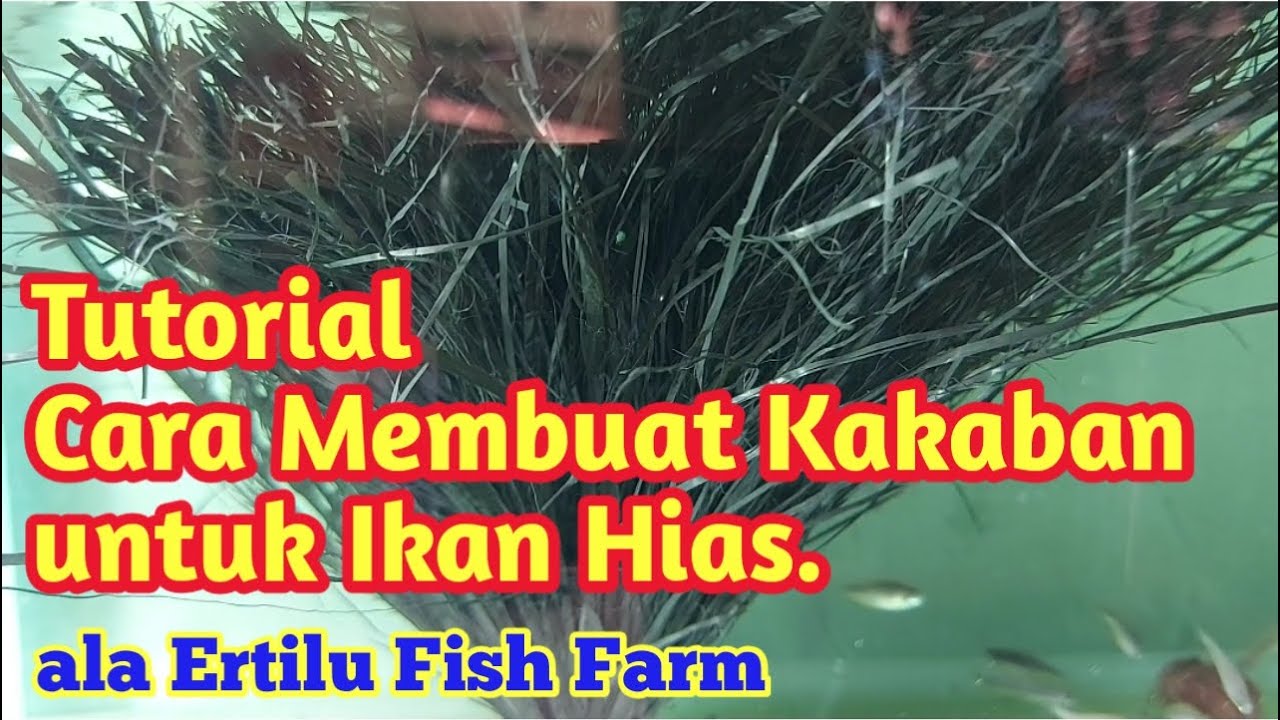 Tutorial Cara Membuat Kakaban untuk Ikan Hias, ala Ertilu Fish Farm ...