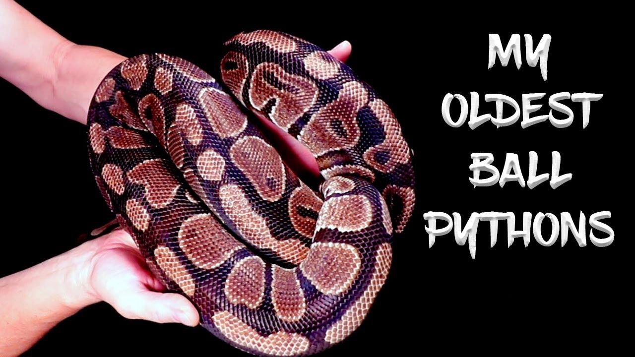See My Oldest Ball Pythons! - YouTube