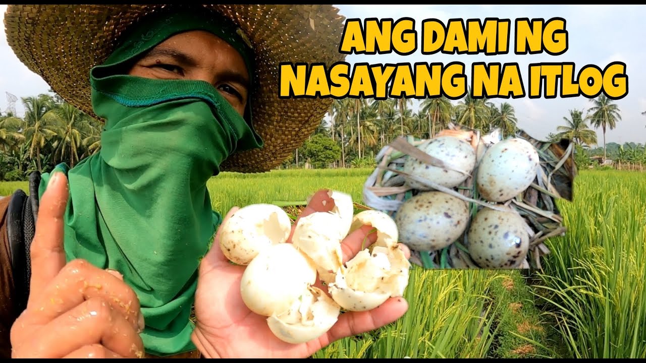 may umaatake sa mga itlog ng itik - YouTube