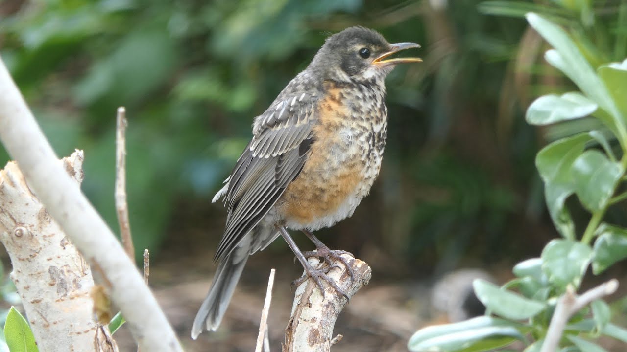 Baby Robins beg Mom for food (The squeaky bird gets the worm) - YouTube