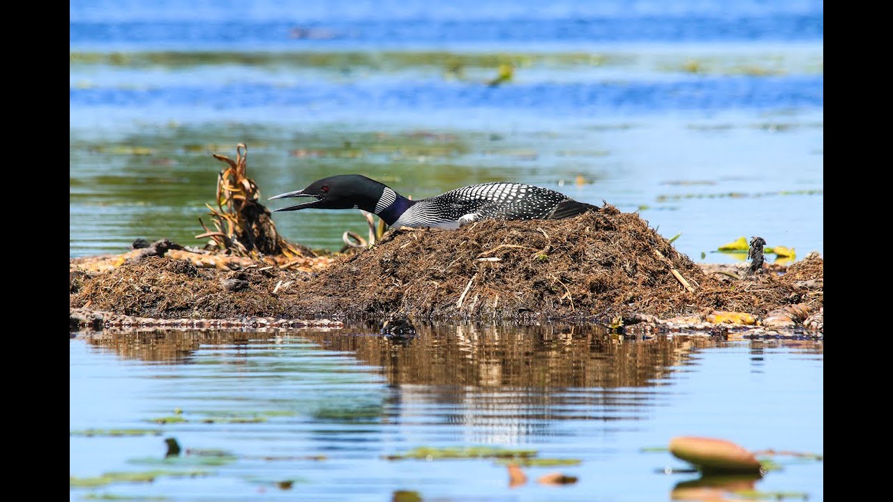 Return of the Nesting Common Loon (Two Pairs!) - YouTube