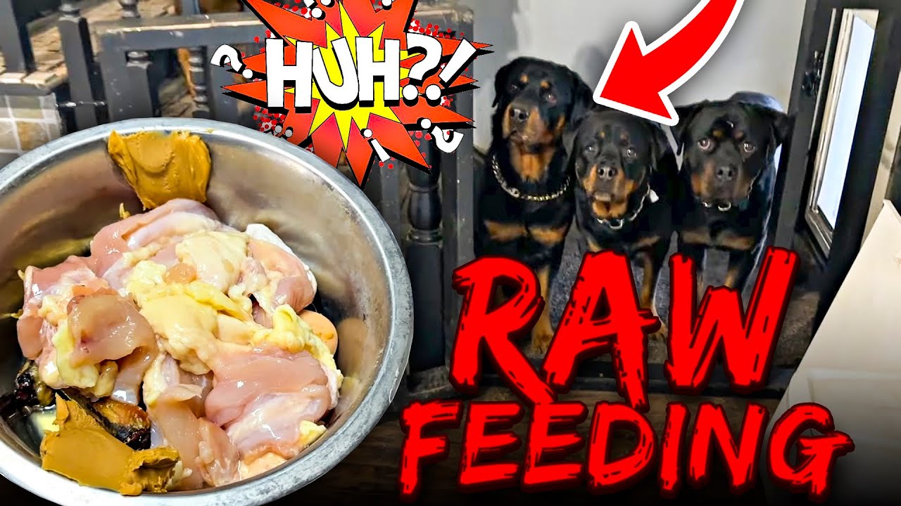 Raw Feeding Rottweiler Dogs - YouTube
