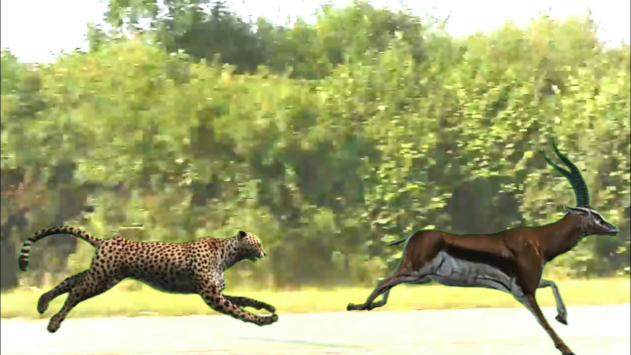 Vfx cheetah chasing deer// Funny video - YouTube