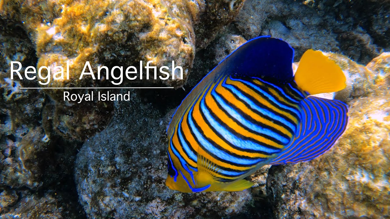 Regal Angelfish at Royal Island Resort and Spa : snorkeling in the ...